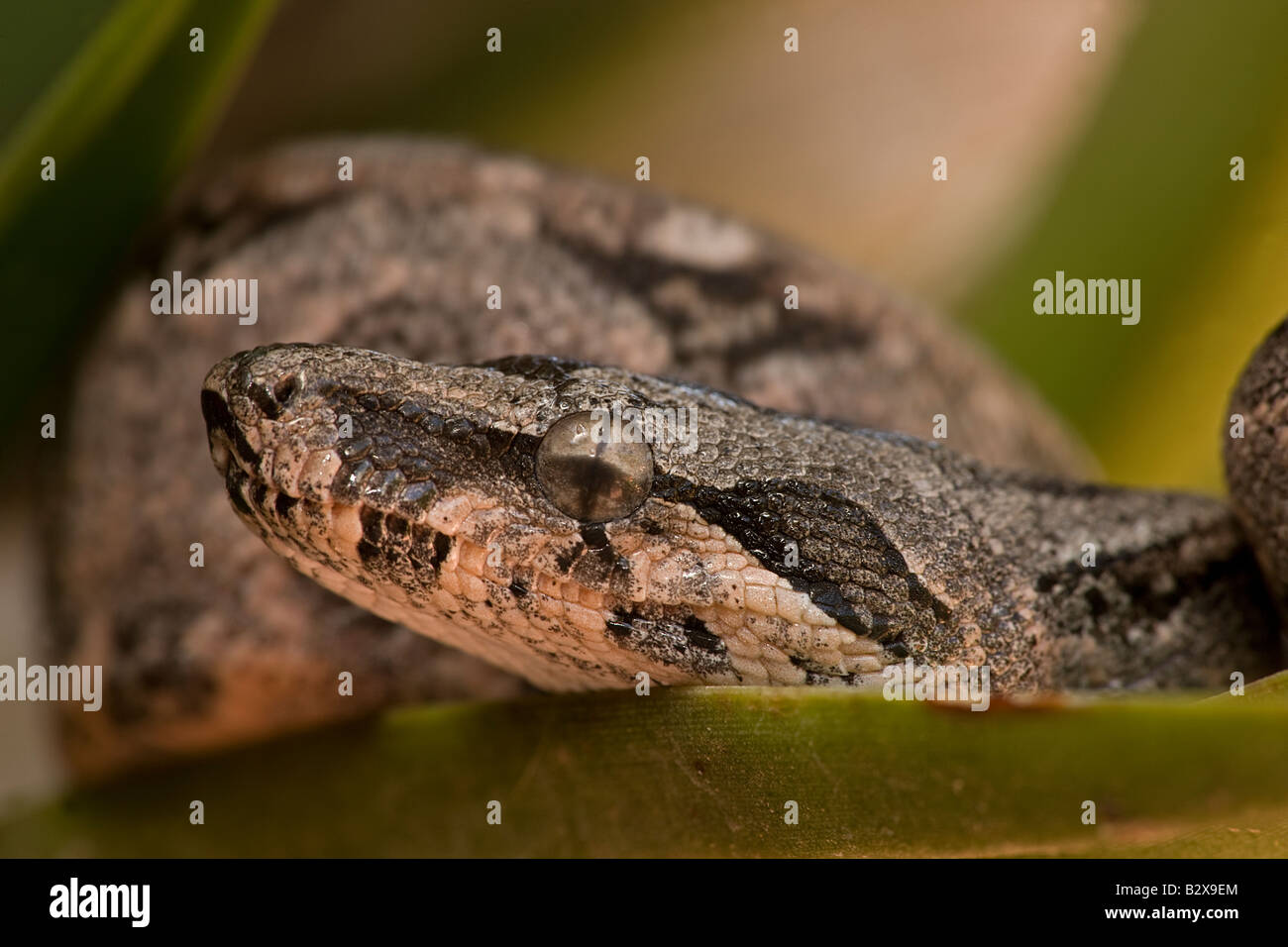 Boa Constrictor (Boa constrictor) Young - Portrait -Sonora - Mexico ...