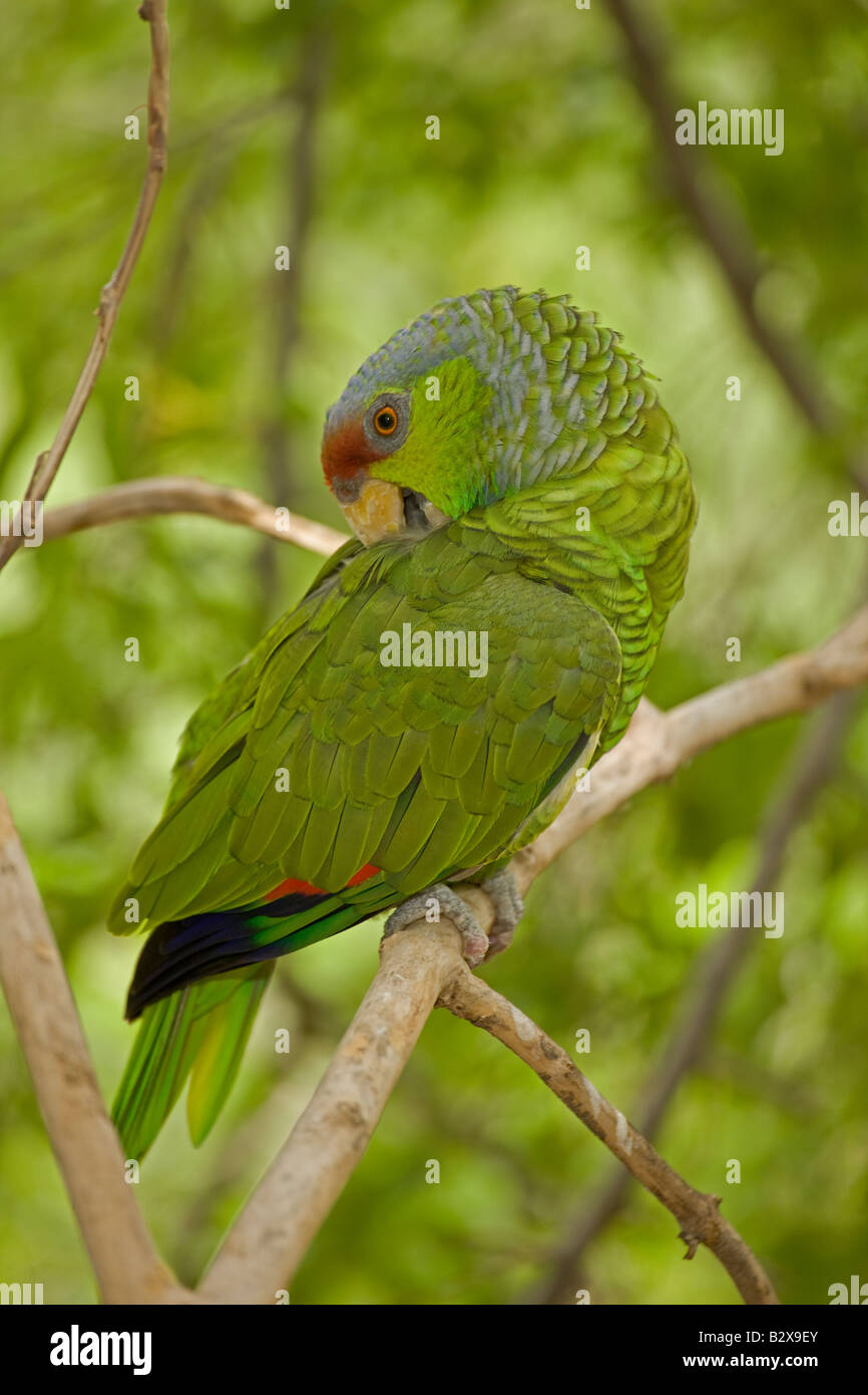 Lilac-crowned Parrot (Amazona finschi) - Mexico -Inhabits tropical ...