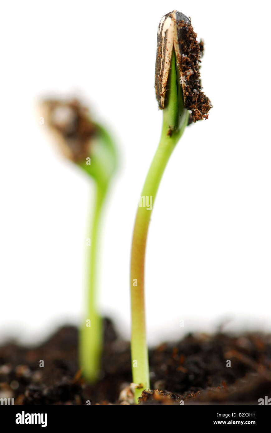Two green plant sprouts isolated on white background Stock Photo - Alamy