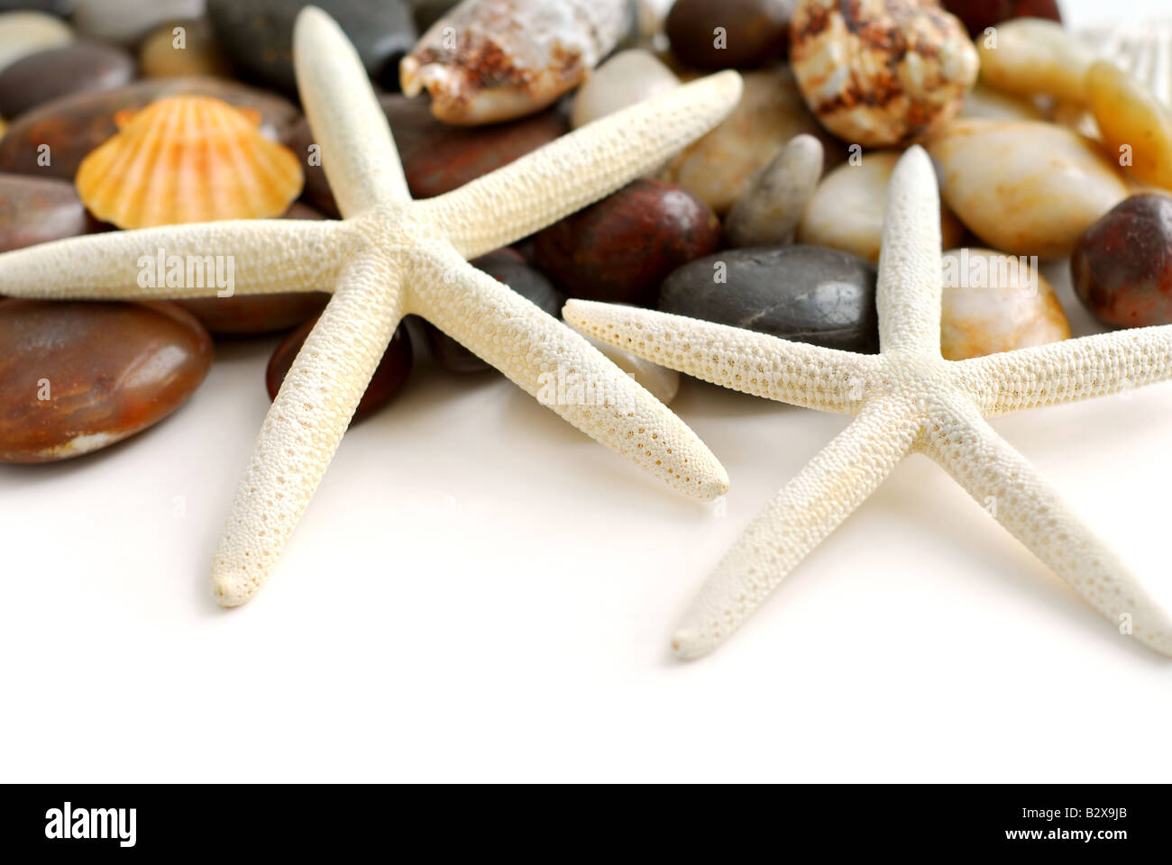 Starfish pebbles and seashells on white background Stock Photo - Alamy