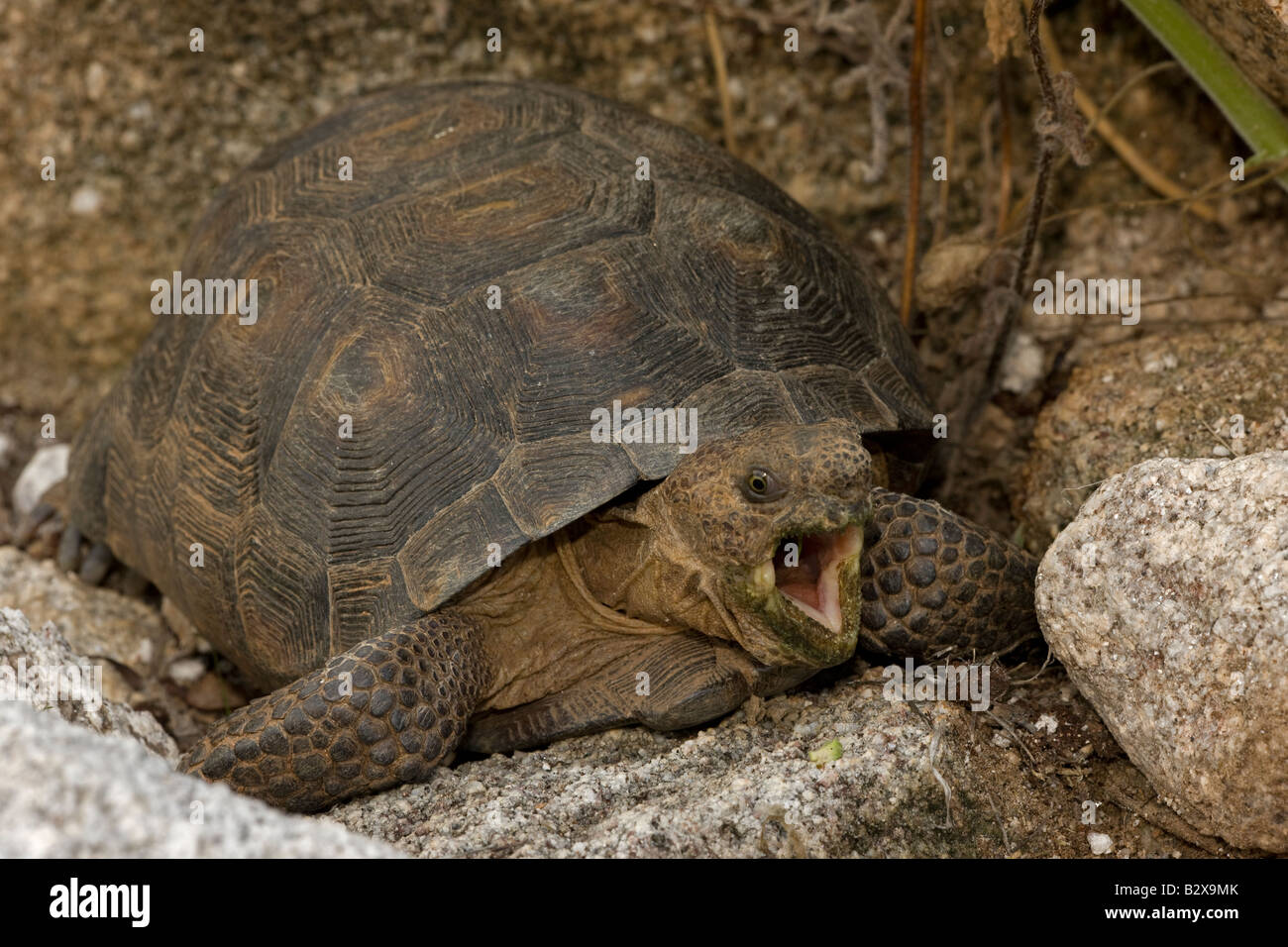 Desert Tortoise (Gopherus agassizii ) Arizona - A completely ...