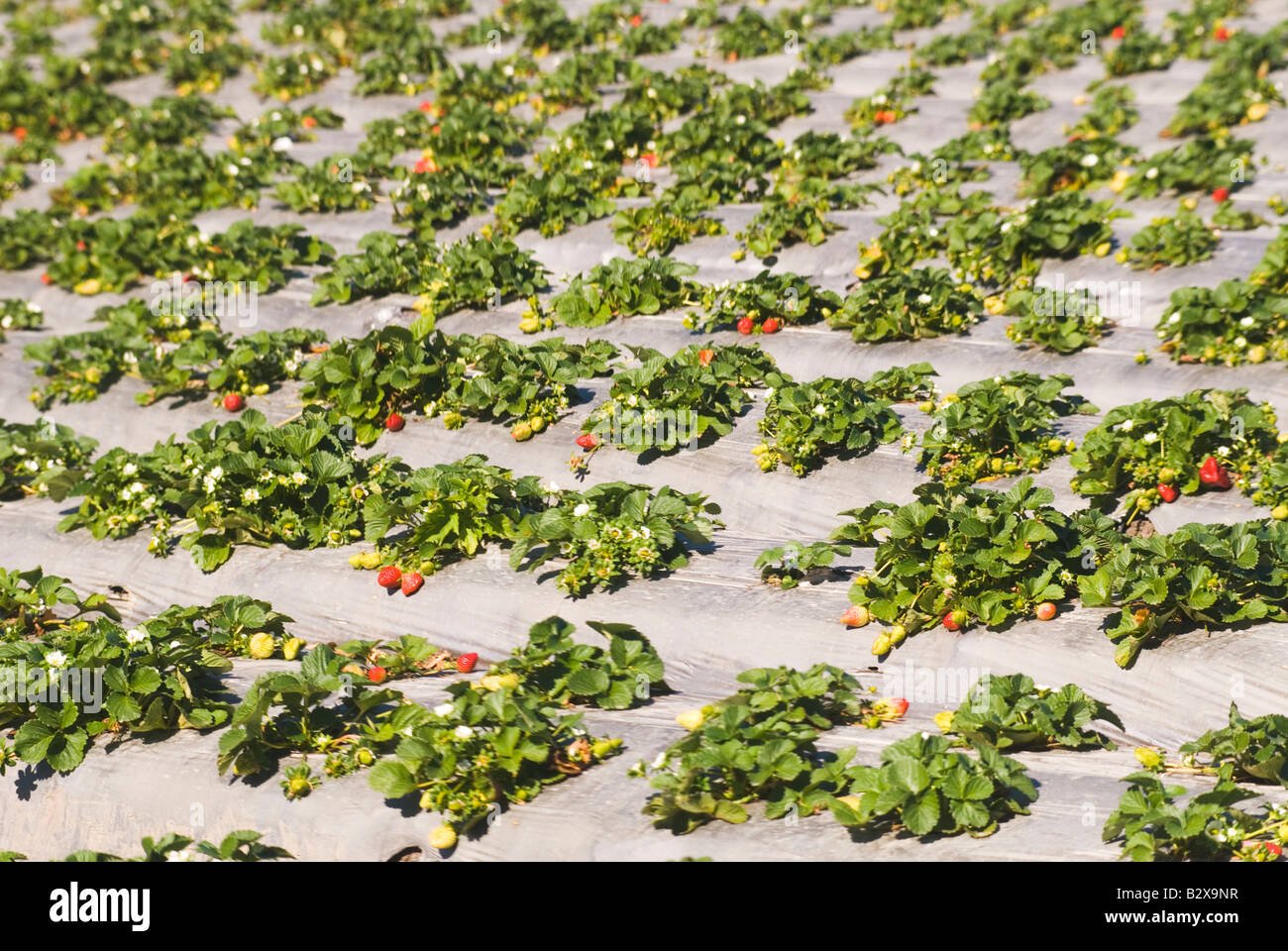 C farmed hi-res stock photography and images - Alamy