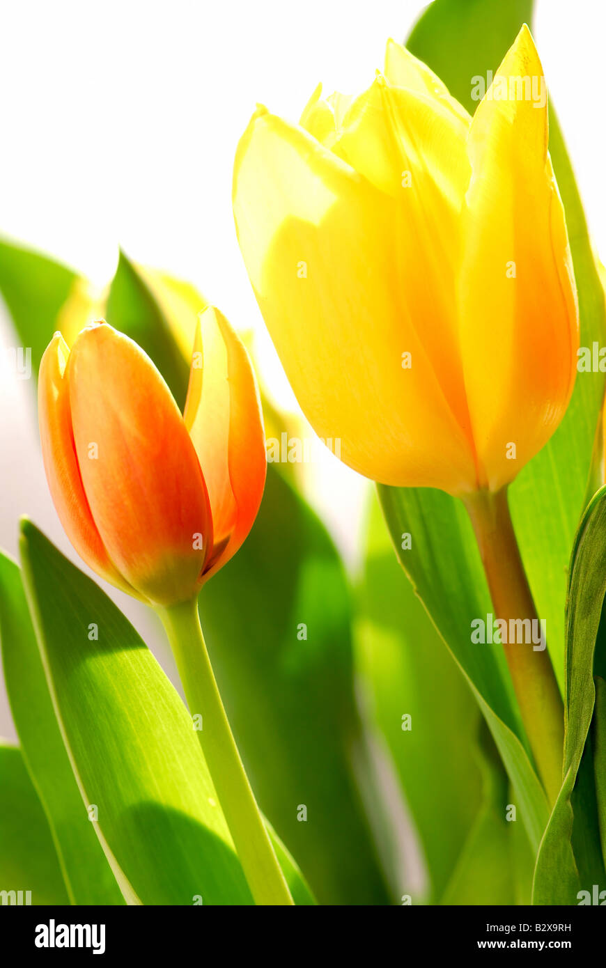 Close up on fresh backlit tulips on white background Stock Photo - Alamy