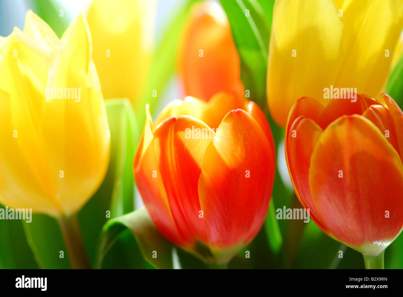 Close up on fresh tulips bouquet in warm sunlight Stock Photo - Alamy
