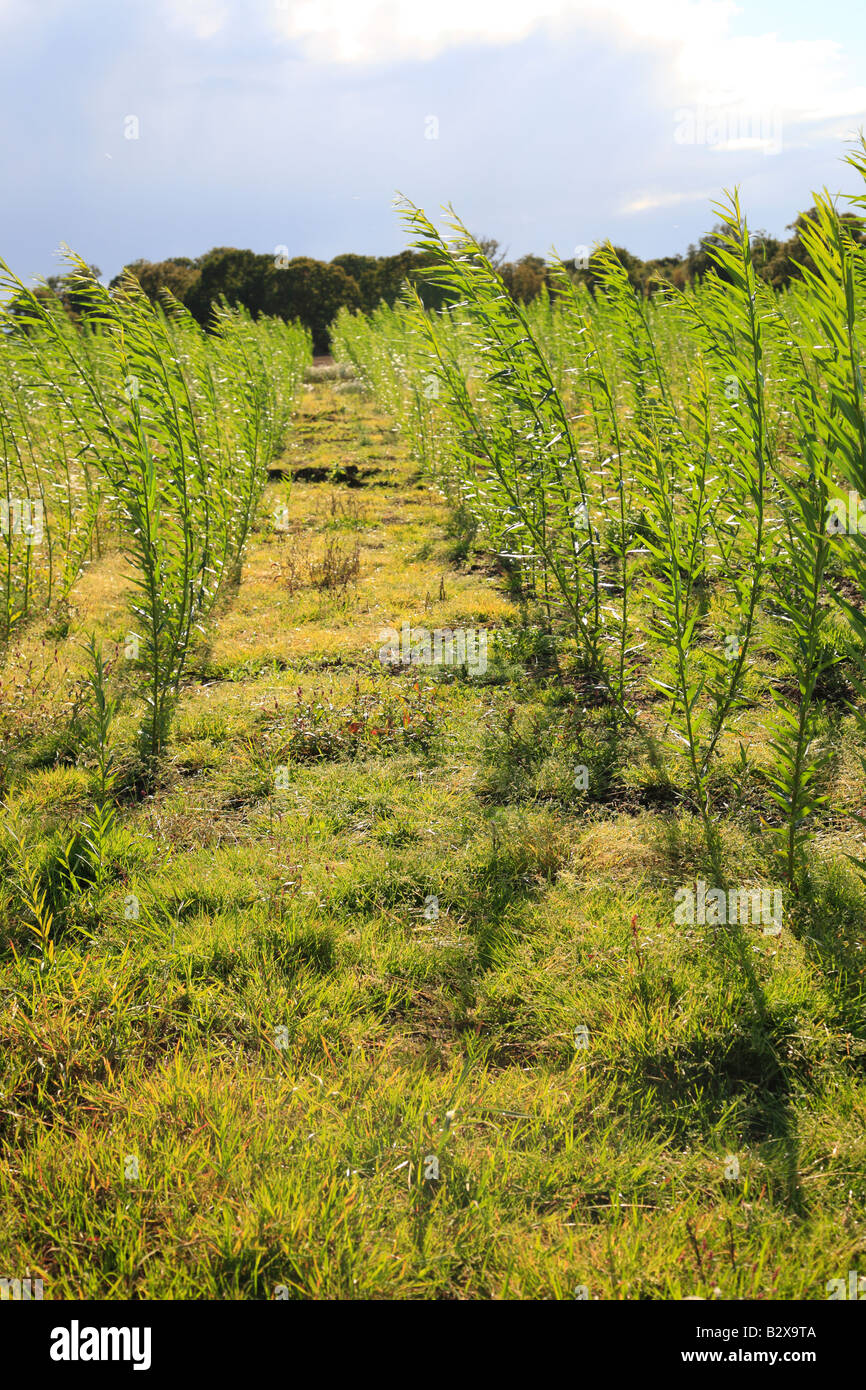 Willow coppice plantation hi-res stock photography and images - Alamy
