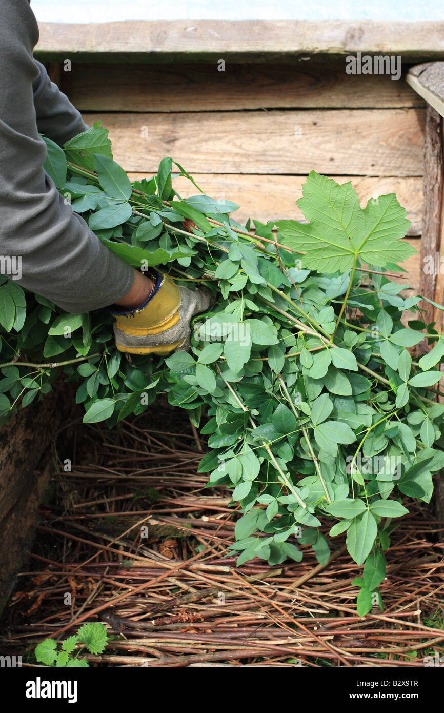 FILLING A COMPOST BIN DECIDUOUS HEDGE TRIMMINGS WILL ROT DOWN FAIRLY ...