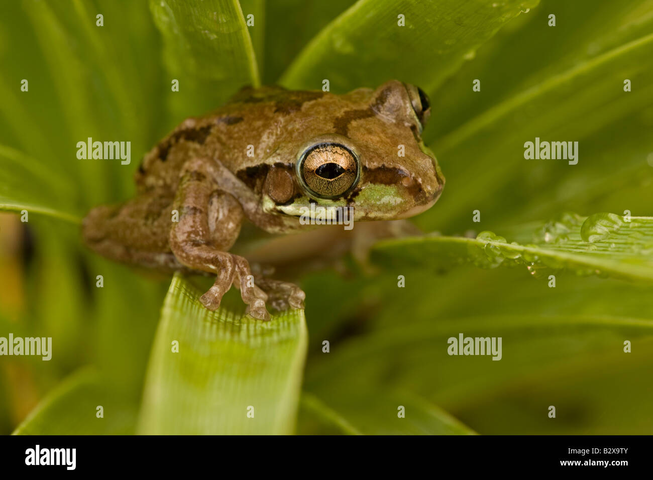 Mexican treefrog hi-res stock photography and images - Alamy