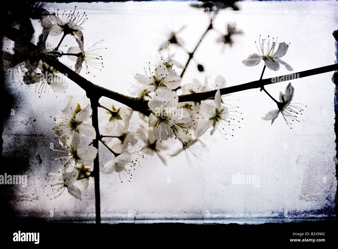 White flowers on a tree Texture added in photoshop Stock Photo - Alamy