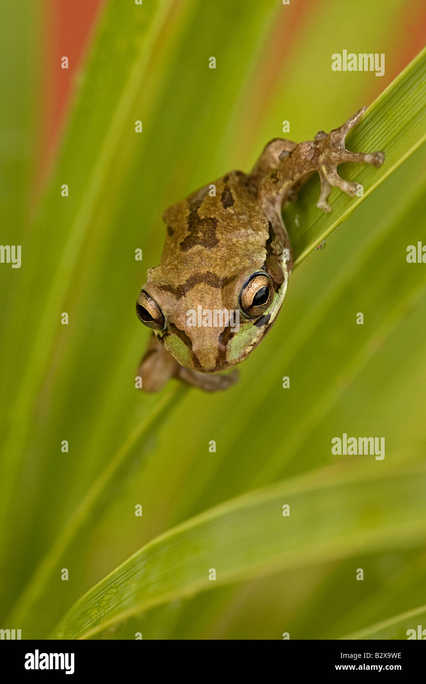 Mexican Tree Frog (Smilisca baudinii) Alamos -Sonora - Mexico - Only ...