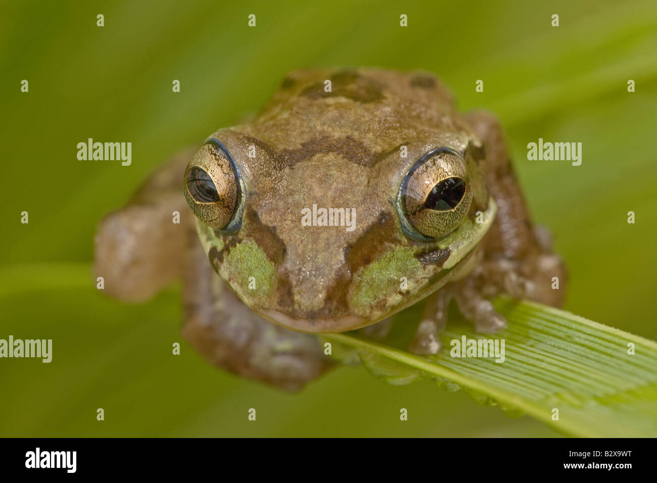 Mexican treefrog smilisca baudinii hi-res stock photography and images ...