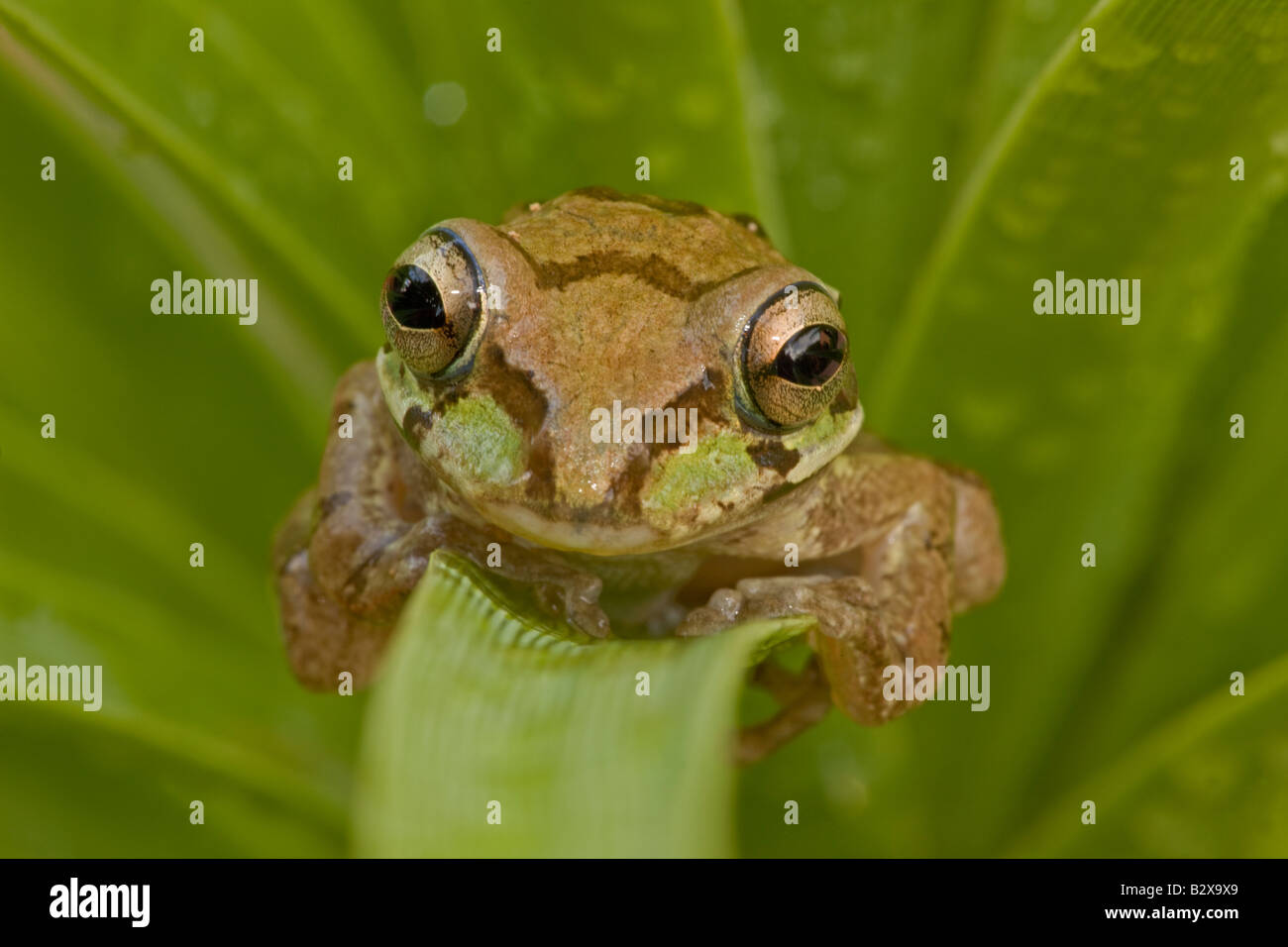 Mexican tree hi-res stock photography and images - Alamy