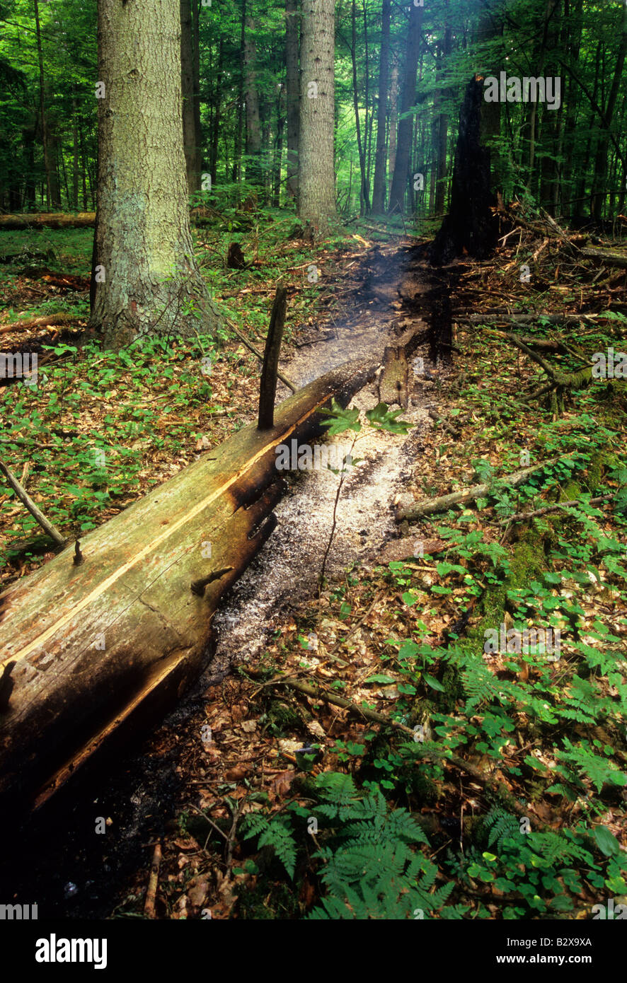 Lightning strike Burn tree after Lightning Striking Stock Photo - Alamy