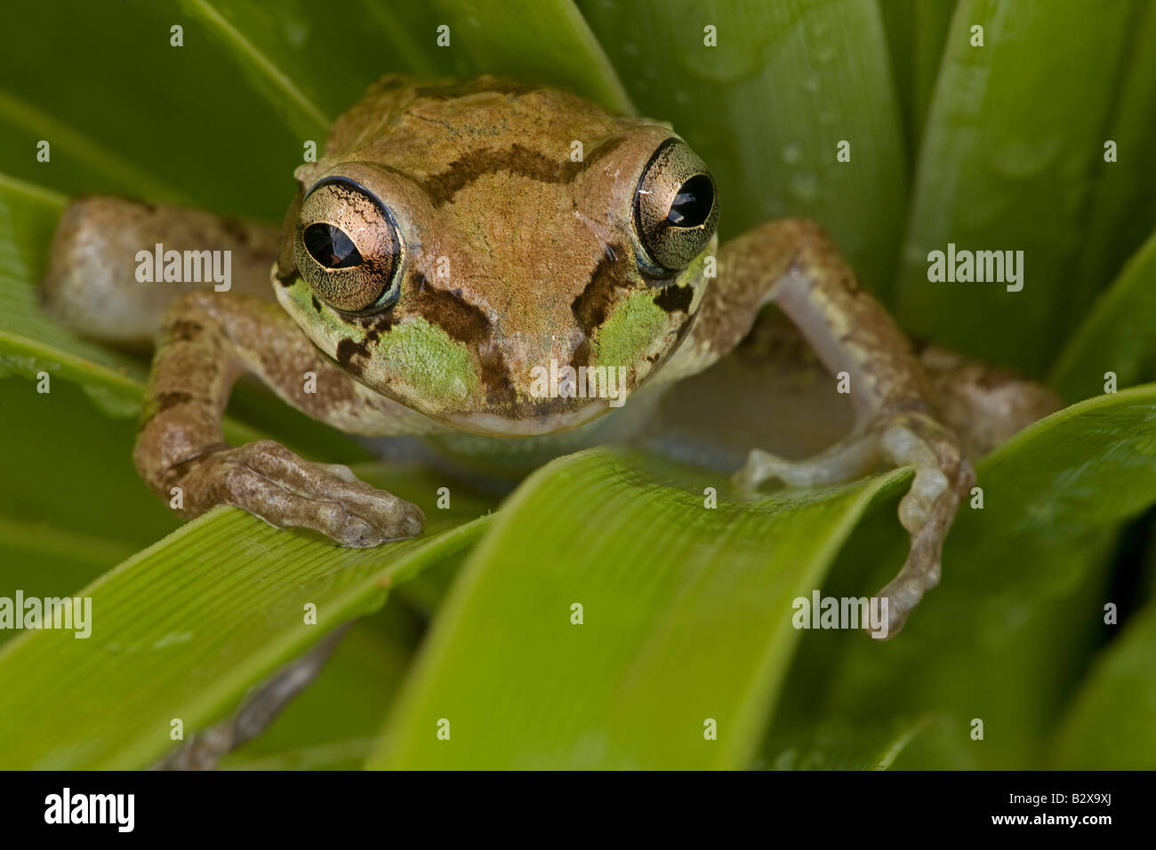 Mexican treefrog hi-res stock photography and images - Alamy