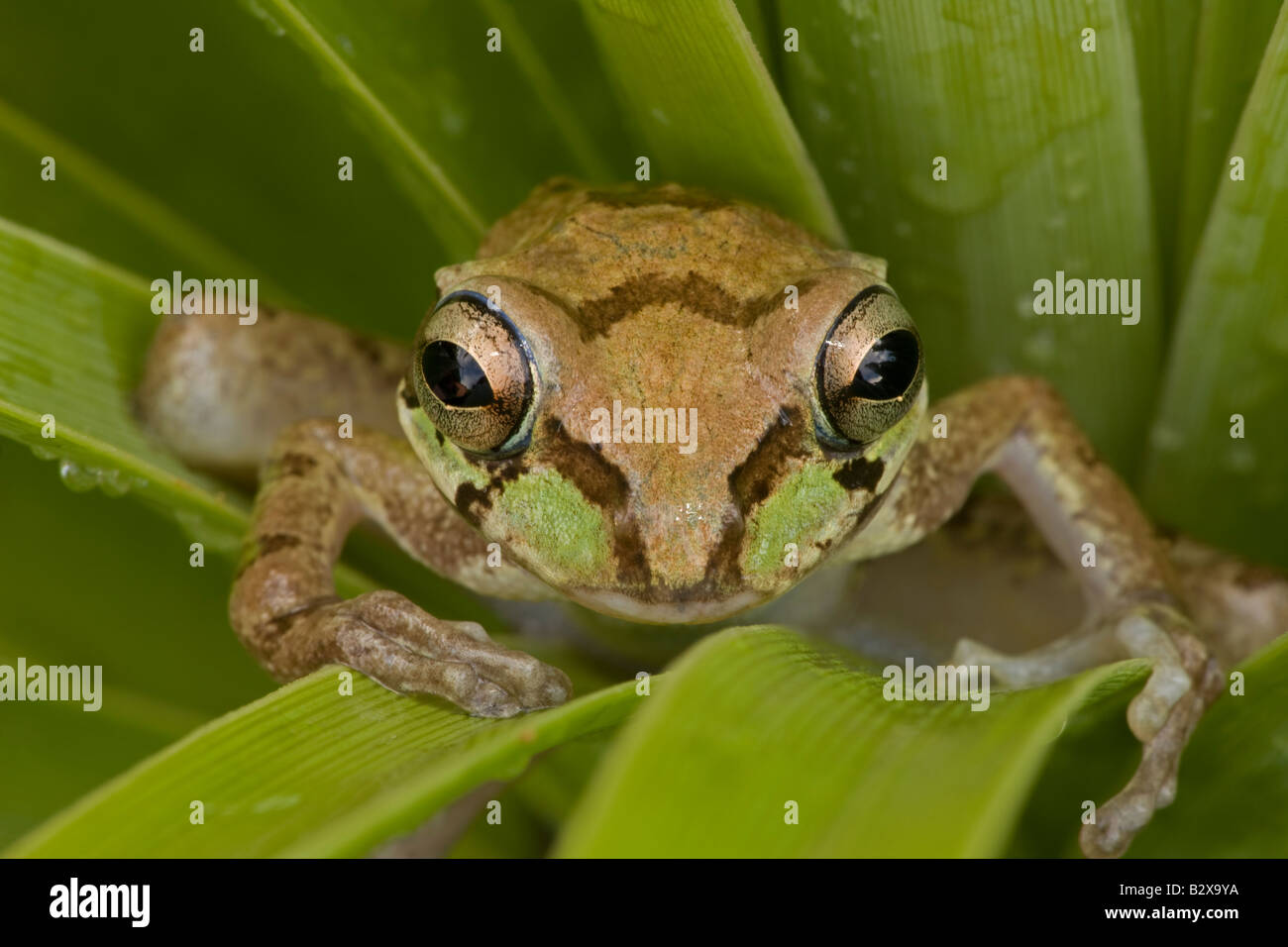 Mexican treefrog smilisca baudinii hi-res stock photography and images ...