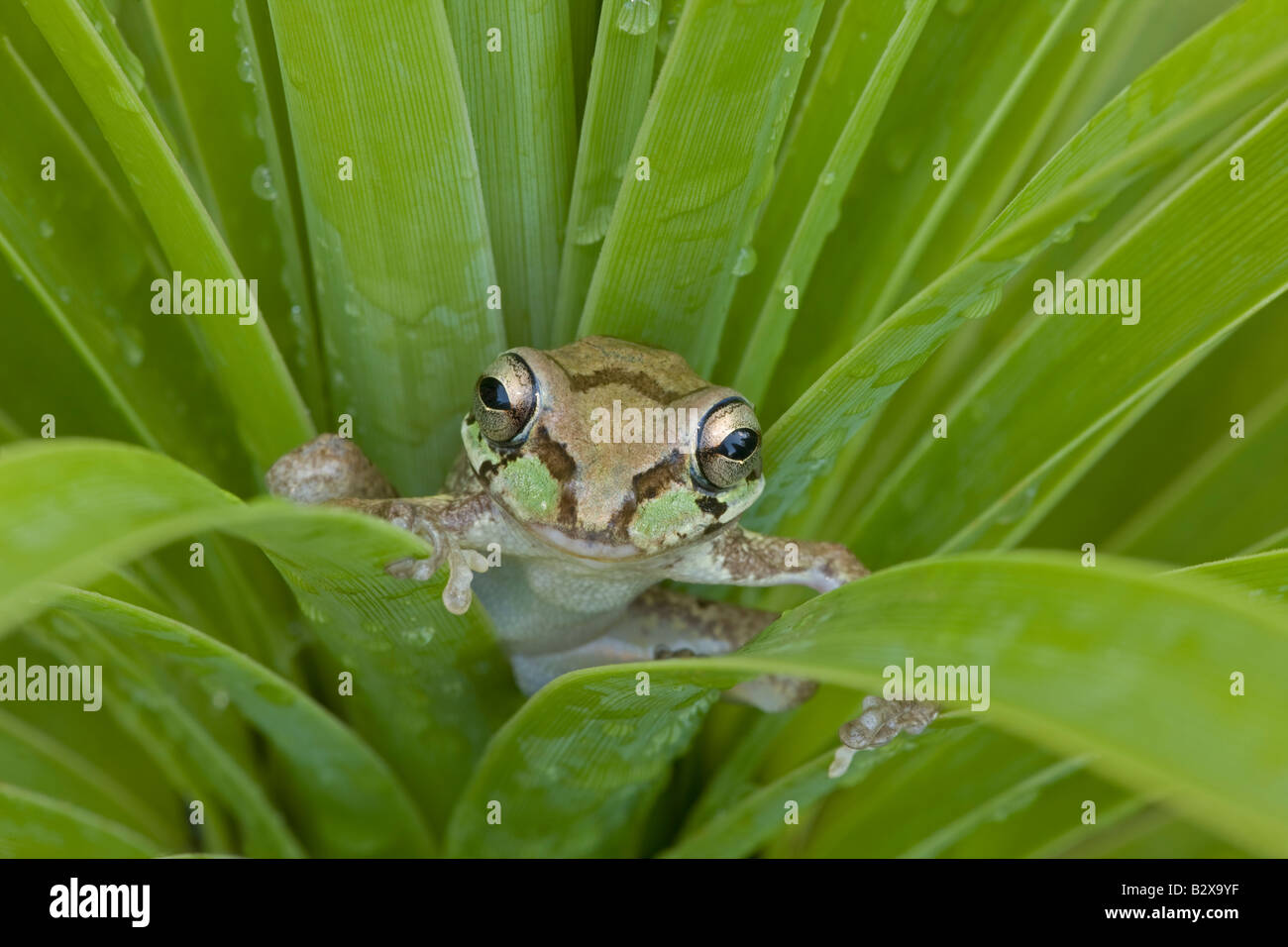 Mexican Tree Frog (Smilisca baudinii) Alamos -Sonora - Mexico - Only ...