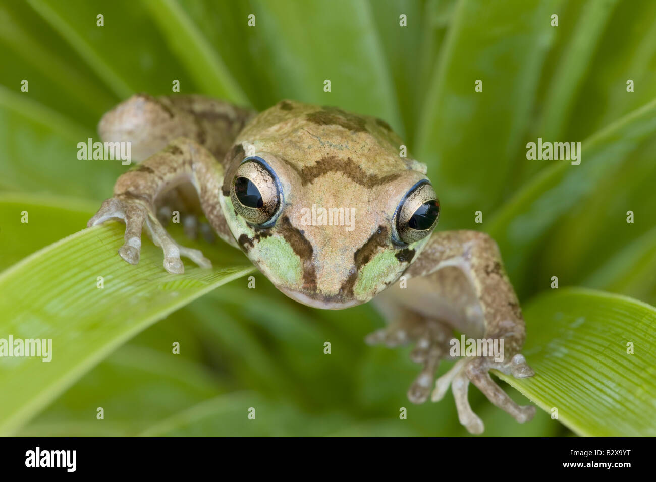 Mexican treefrog smilisca baudinii hi-res stock photography and images ...