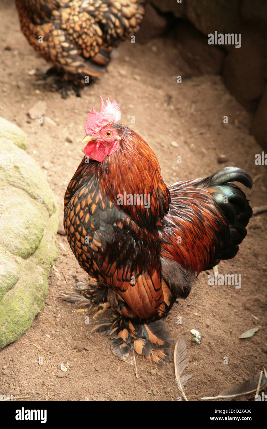 Feathered legs rooster in a farm in rural Panama province of Coclé ...