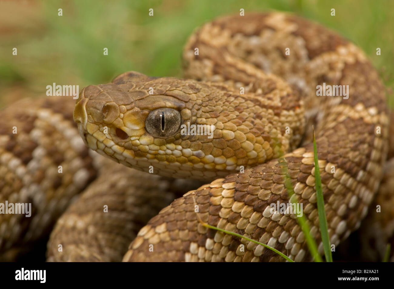 Mexican West Coast Rattlesnake [Crotalus basiliscus] Alamos - Sonora ...