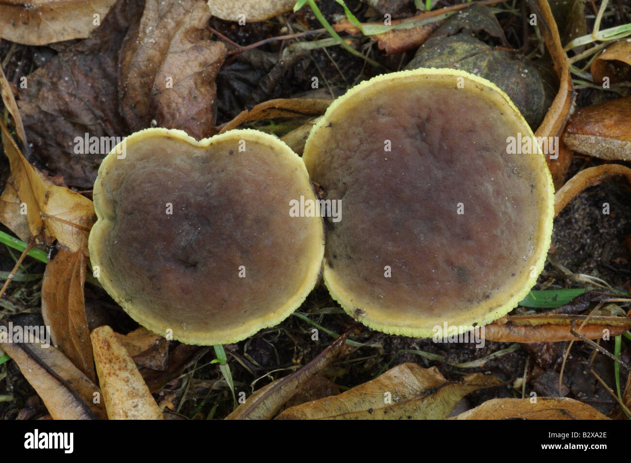 Bay Bolete - Boletus badius Stock Photo - Alamy