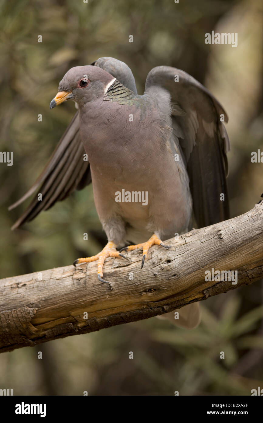 Band tailed pigeon hi-res stock photography and images - Alamy