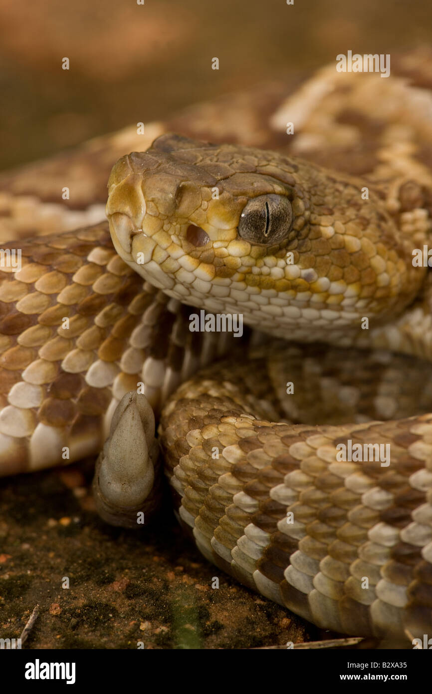 Mexican West Coast Rattlesnake [Crotalus basiliscus] Alamos - Sonora ...