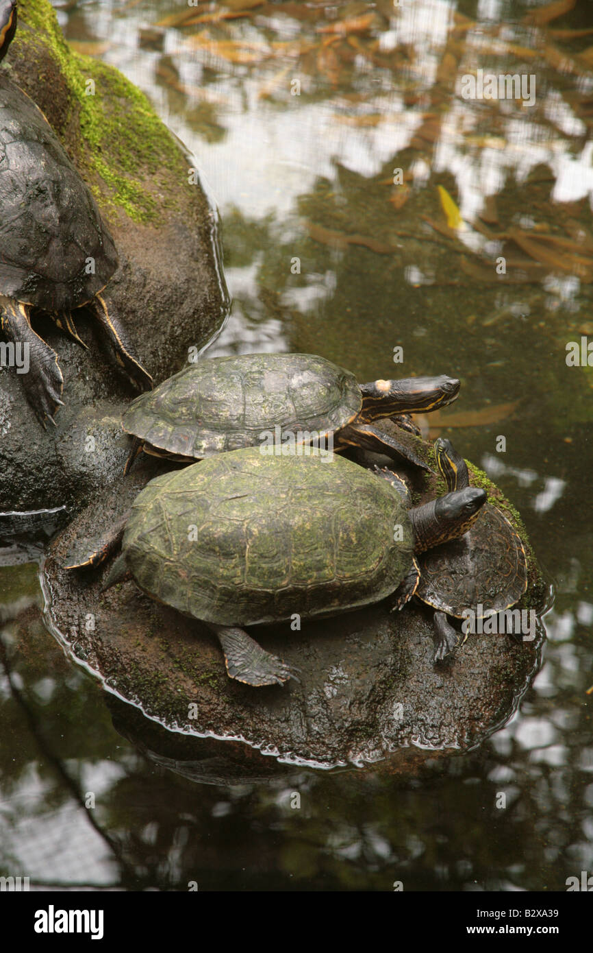 Red eared turtles in a pond at a refuge in Panama el Valle de Anton ...