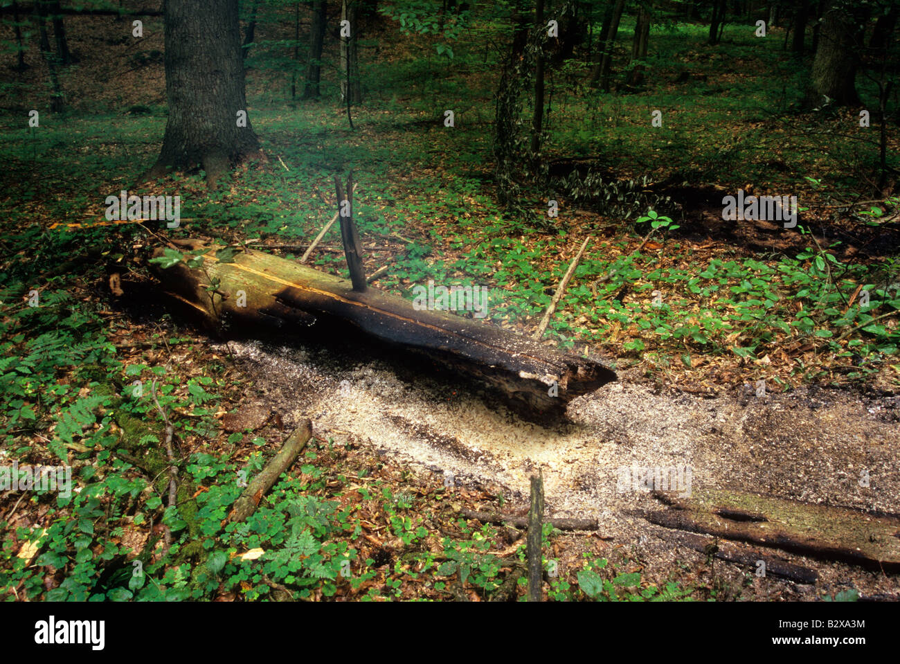 Lightning tree strik hi-res stock photography and images - Alamy