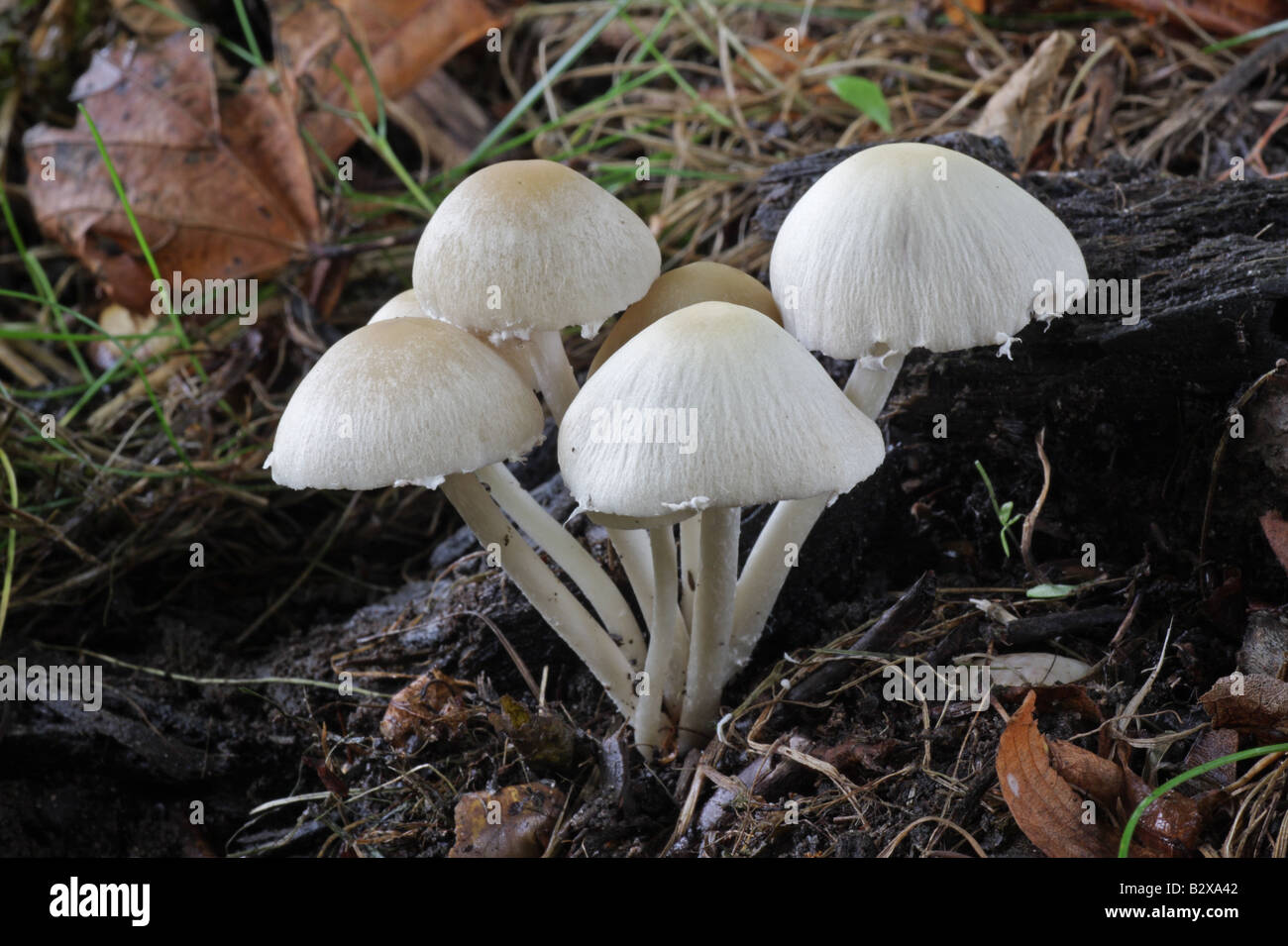 Pale Brittlestem - Psathyrella candolleana Stock Photo - Alamy