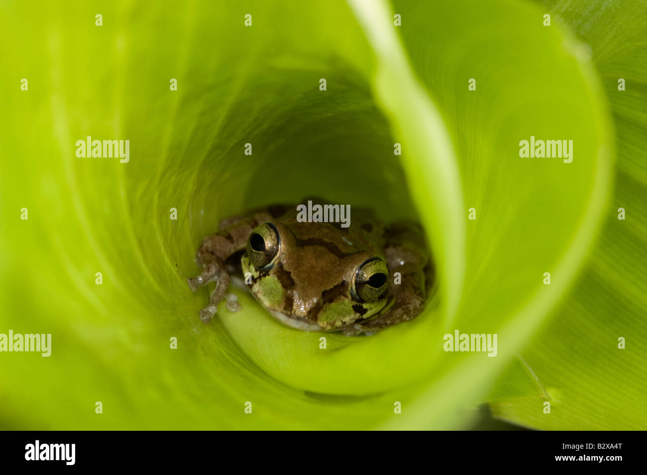 Mexican treefrog smilisca baudinii hi-res stock photography and images ...