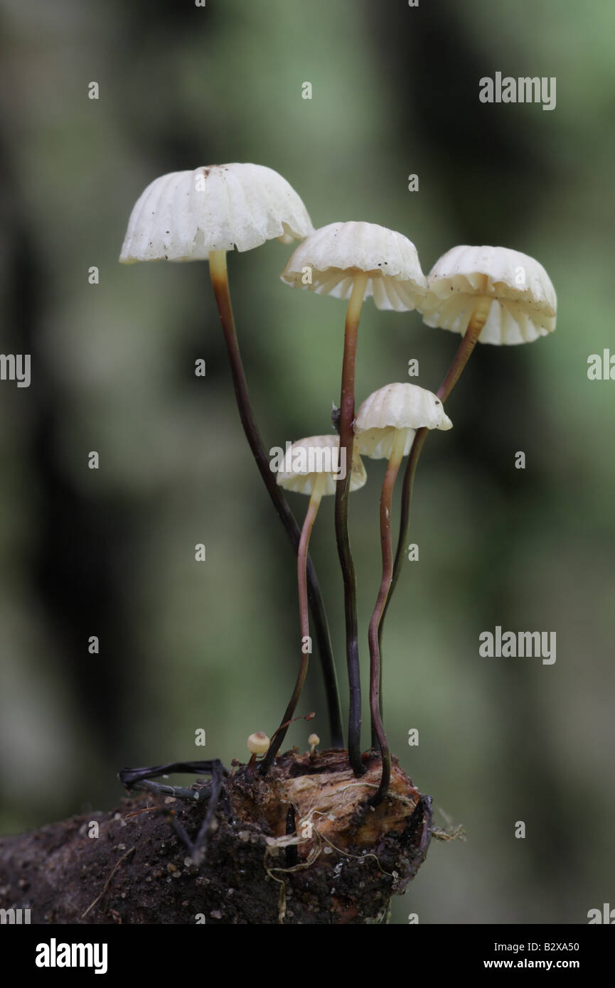 Collared Parachute - Marasmius rotula Stock Photo - Alamy