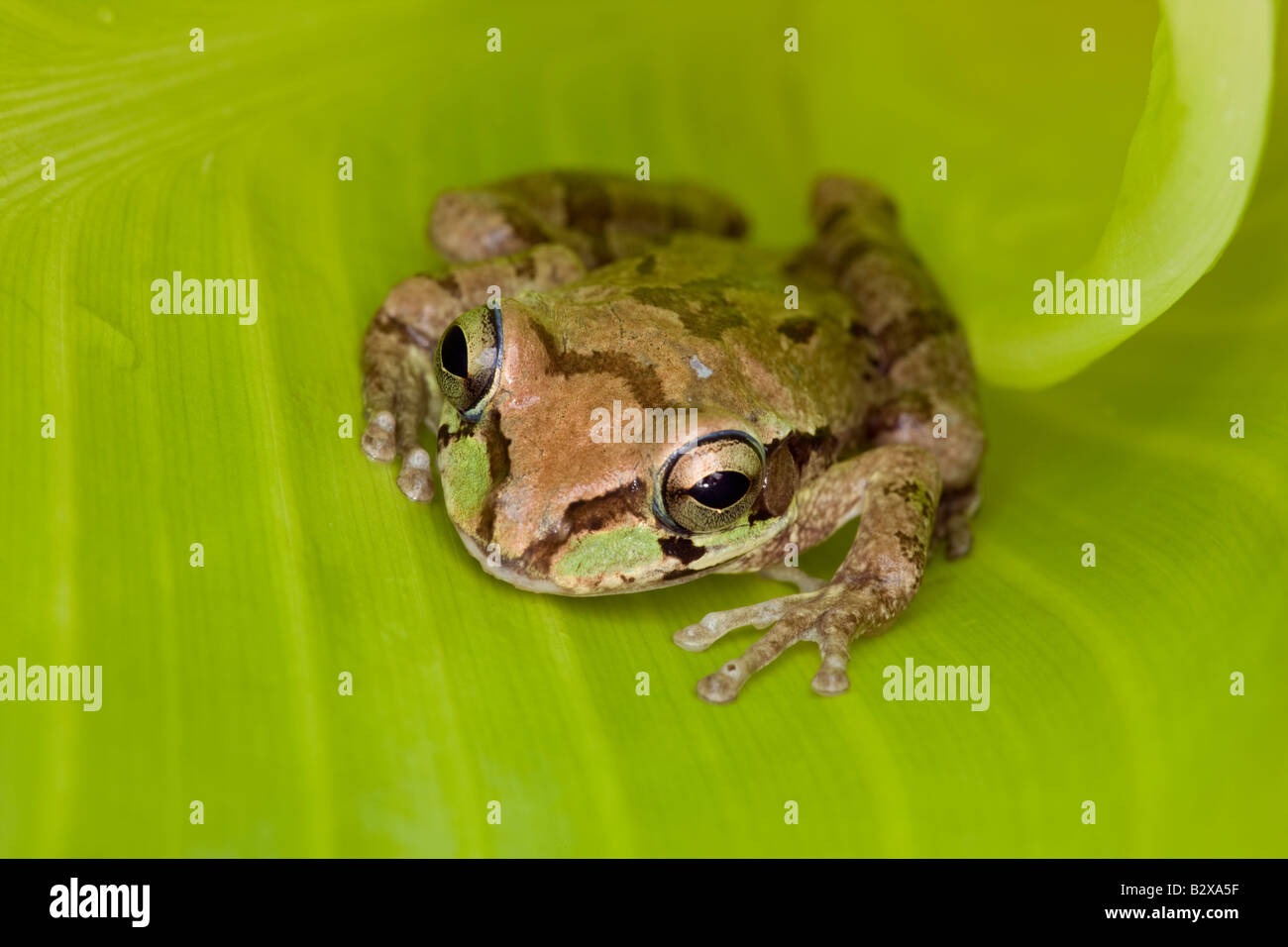 Mexican treefrog smilisca baudinii hi-res stock photography and images ...