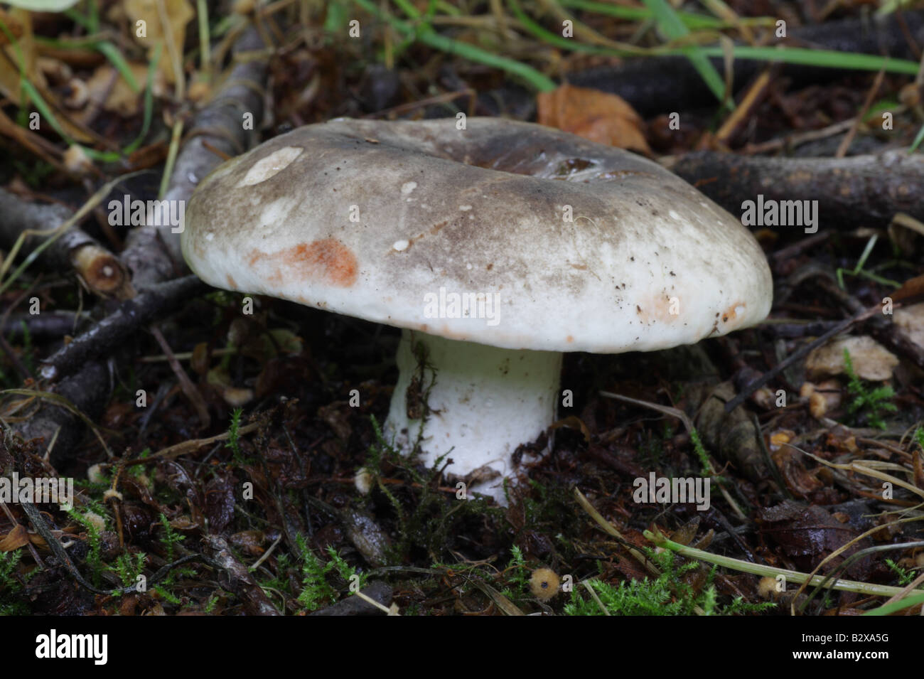 Blackening Russula - Russula nigricans Stock Photo - Alamy