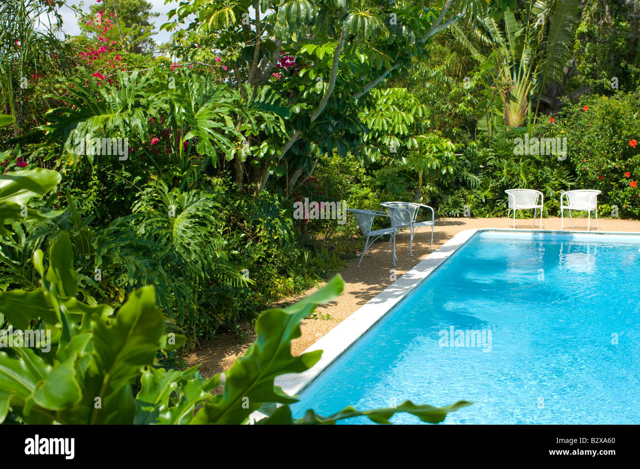 small lush tropical resort pool and chairs Stock Photo - Alamy