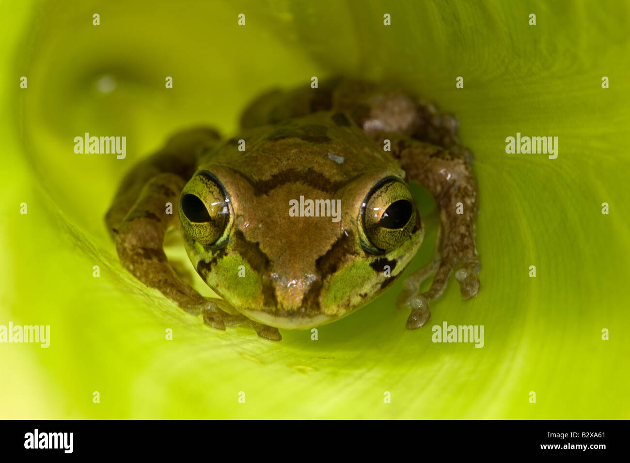 Mexican treefrog hi-res stock photography and images - Alamy