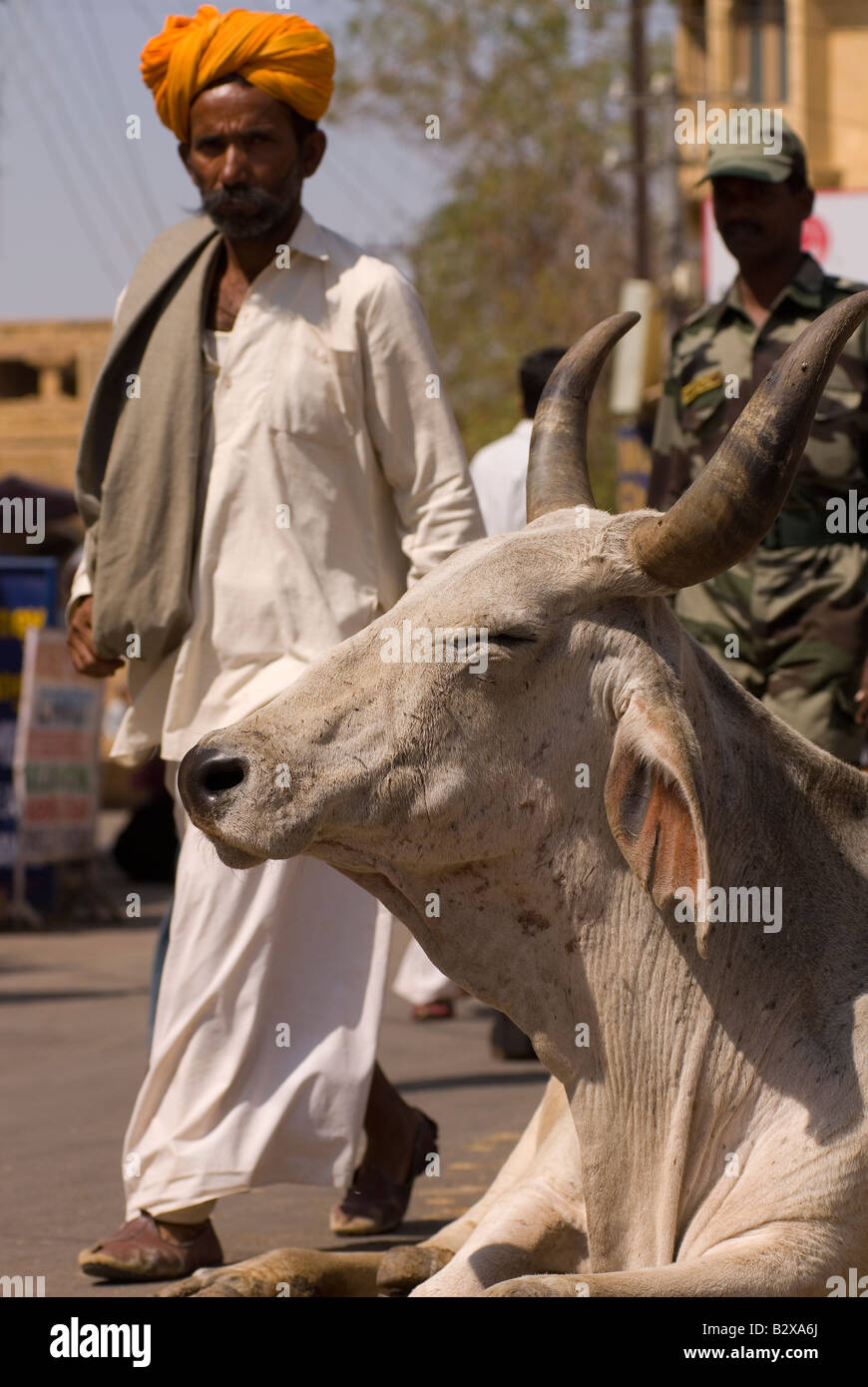 Rajasthan cattle hi-res stock photography and images - Alamy