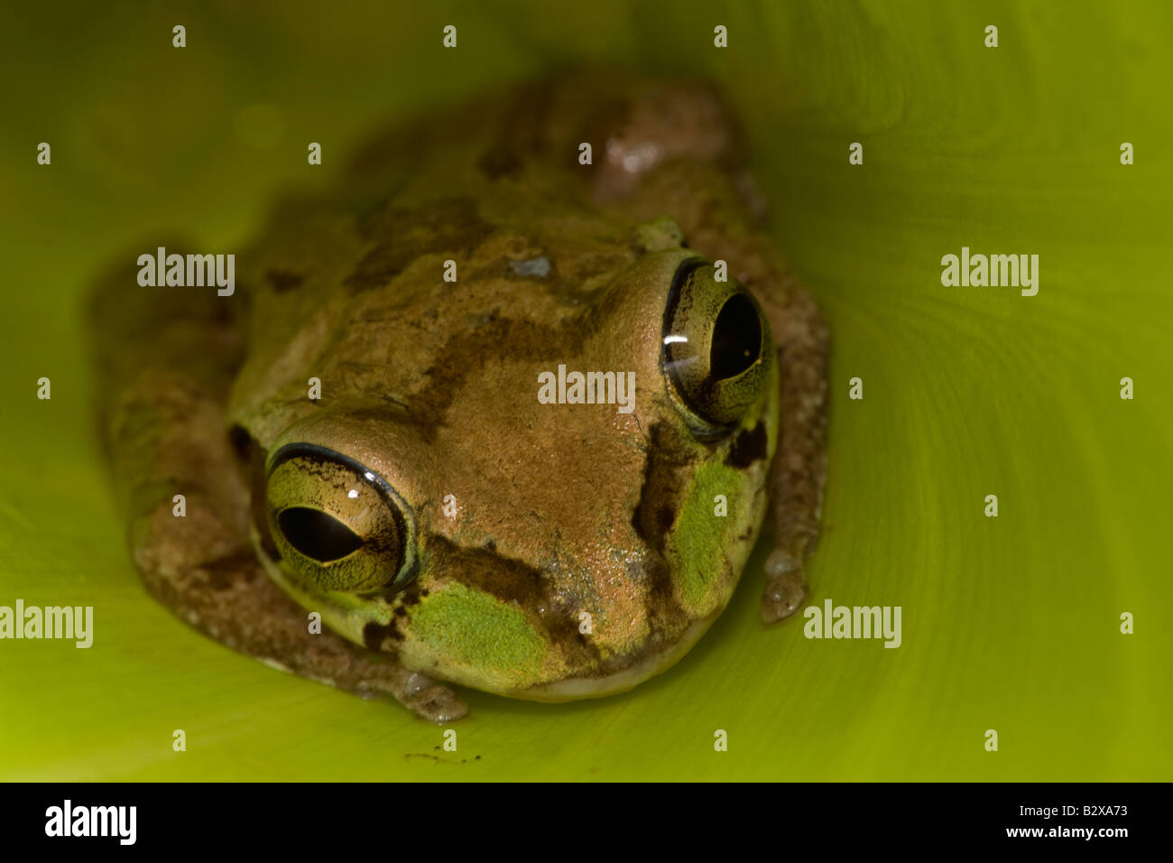 Mexican treefrog hi-res stock photography and images - Alamy