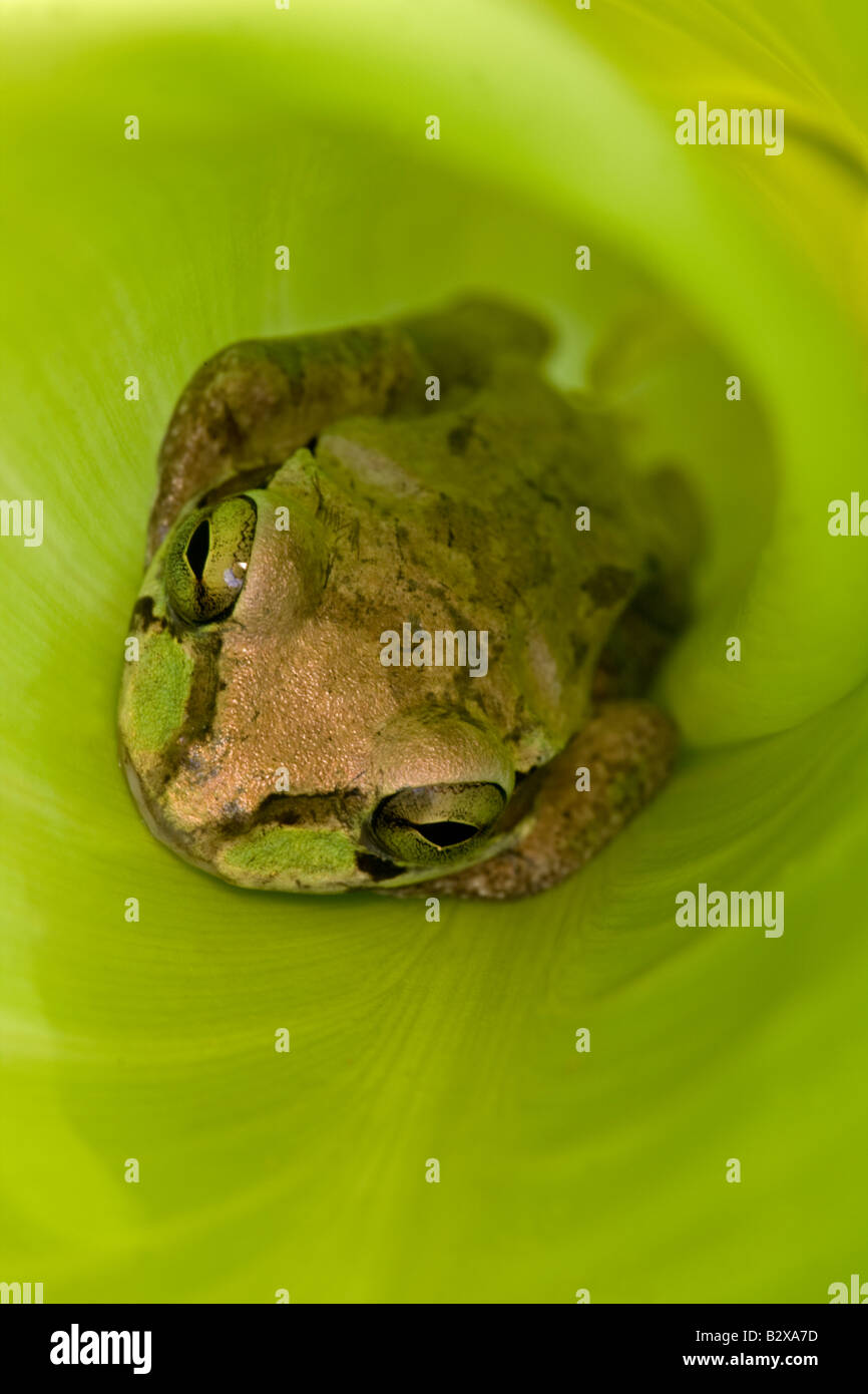 Mexican treefrog smilisca baudinii hi-res stock photography and images ...