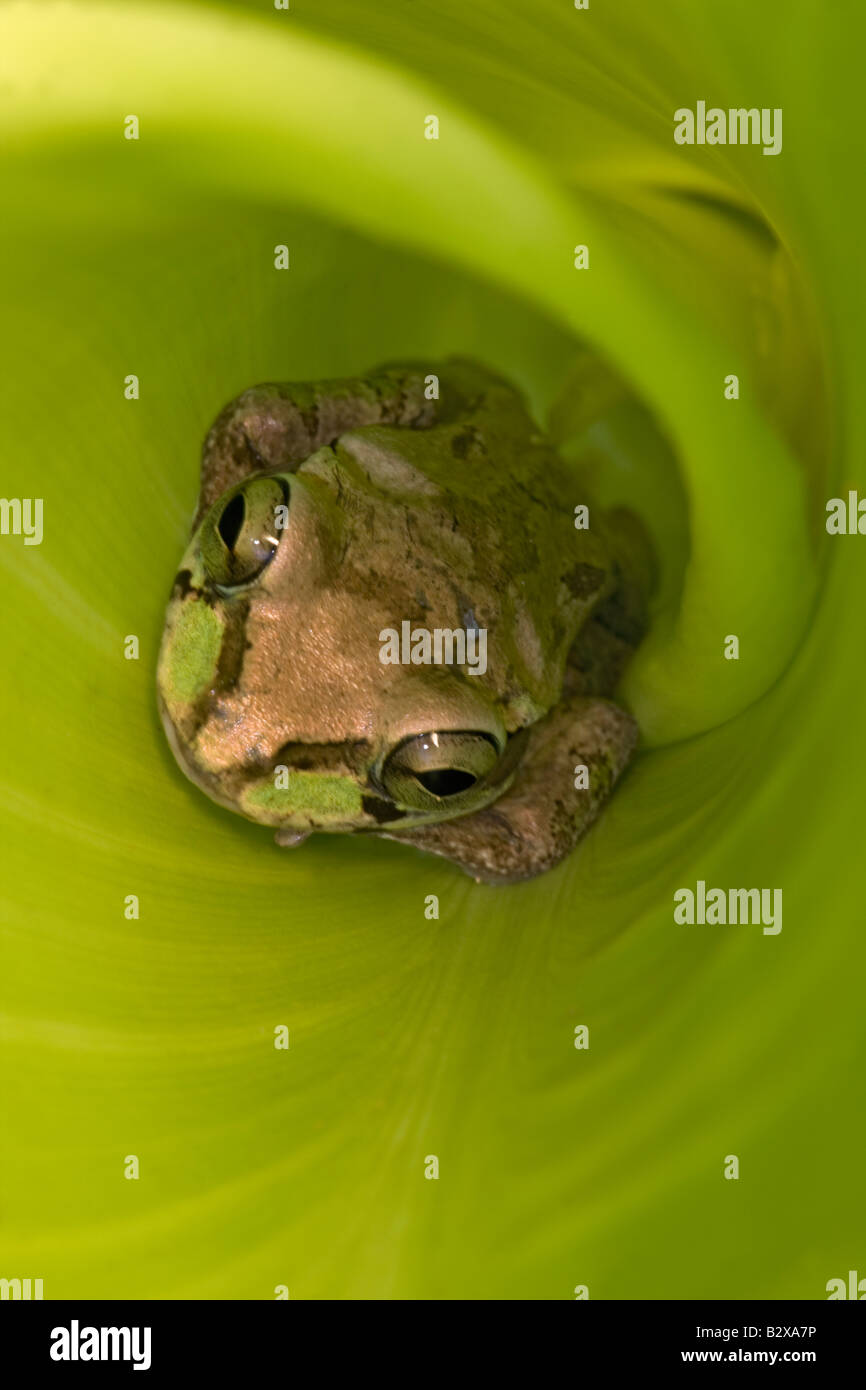 Mexican treefrog smilisca baudinii hi-res stock photography and images ...