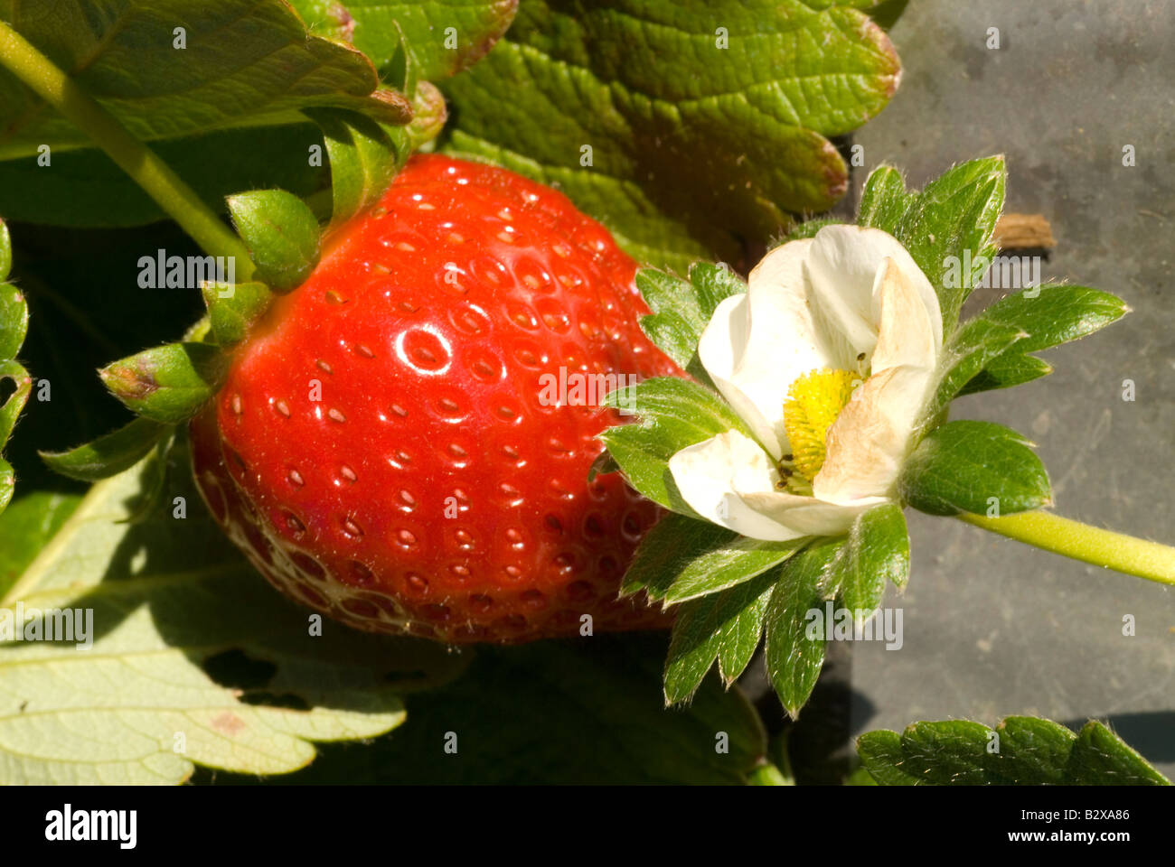 Strawberry and flower Stock Photo - Alamy