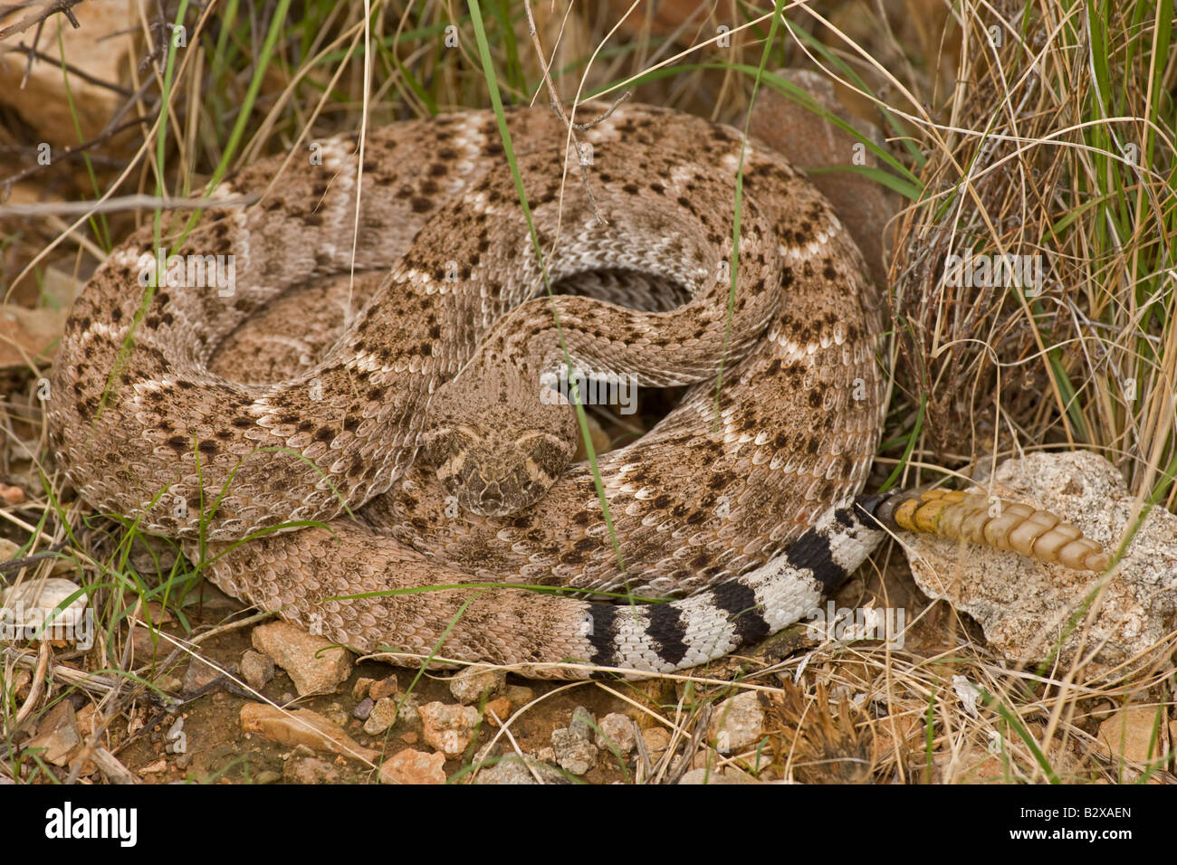 Coiled rattle snake hi-res stock photography and images - Alamy