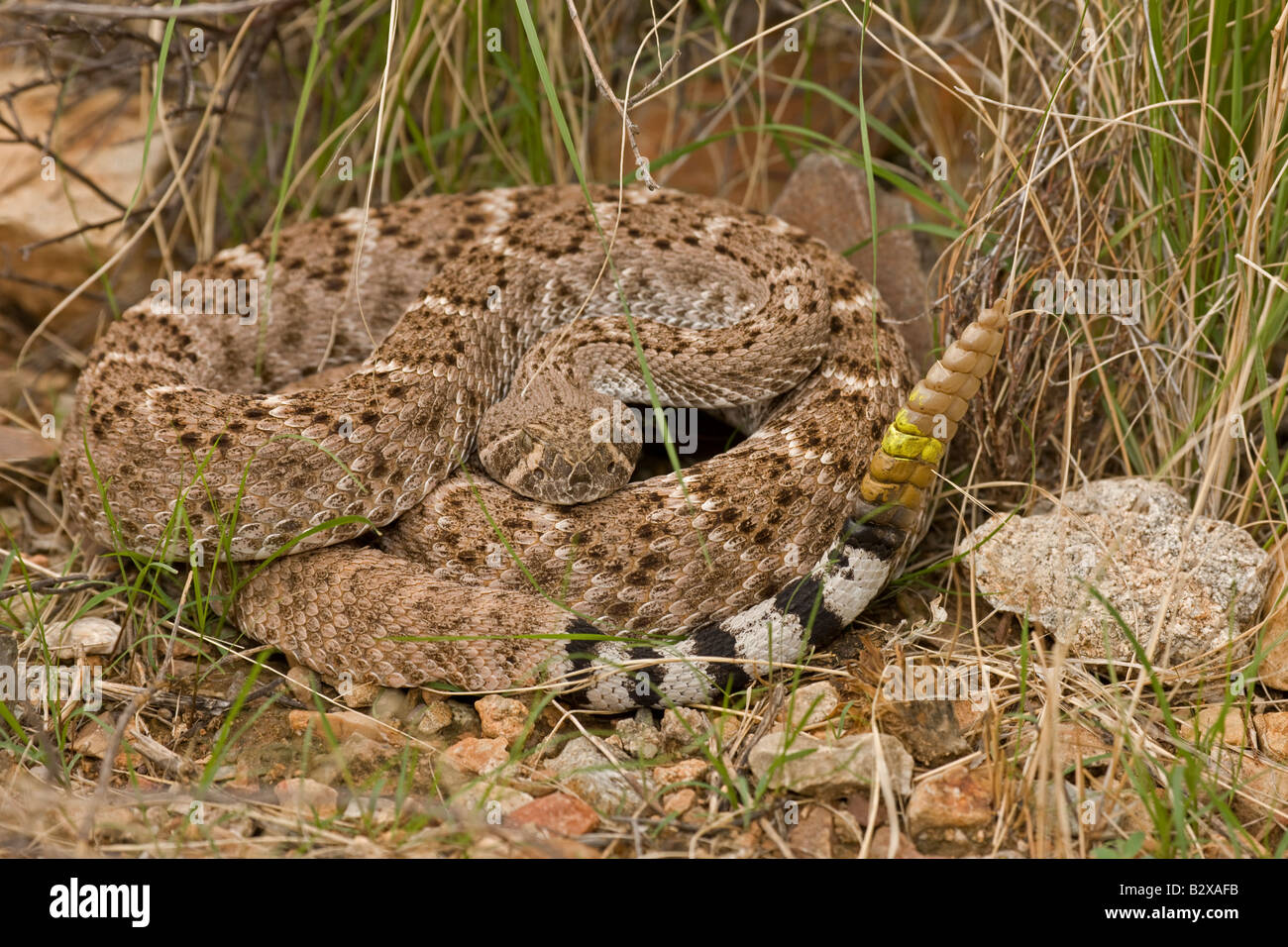 Western Diamondback Rattlesnake (Crotalus atrox)Arizona - Showing ...