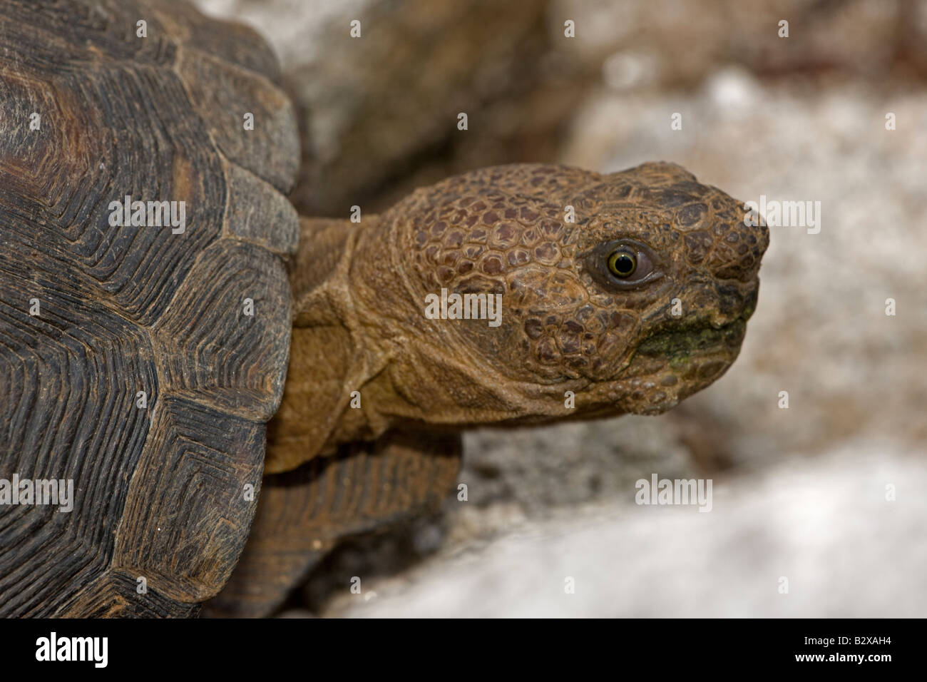 Desert Tortoise (Gopherus agassizii ) Arizona - A completely ...