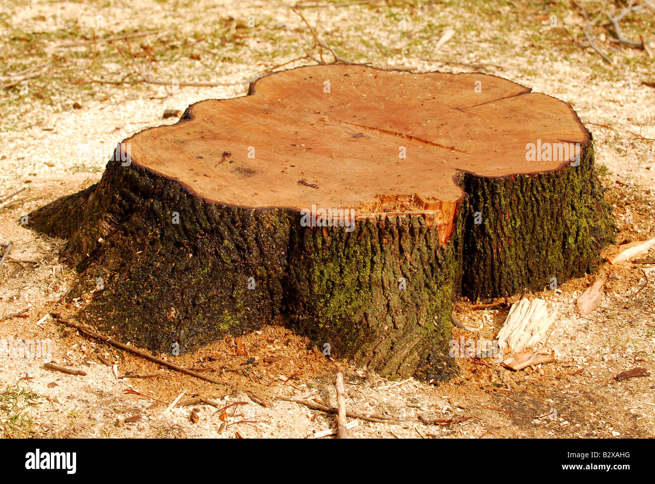 Stumps freshly cut trees hi-res stock photography and images - Alamy