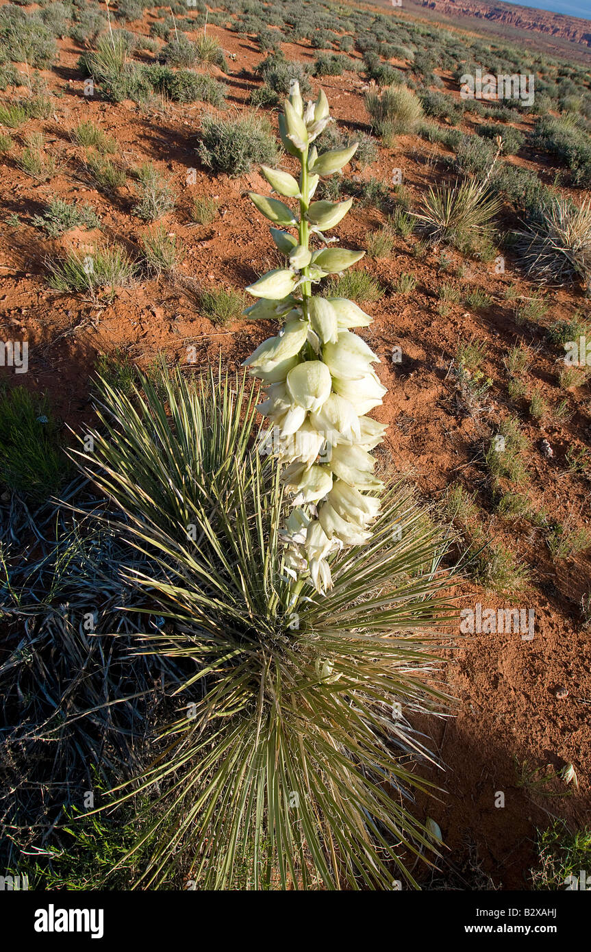 flowering Yucca plant in the southern Utah desert Stock Photo - Alamy