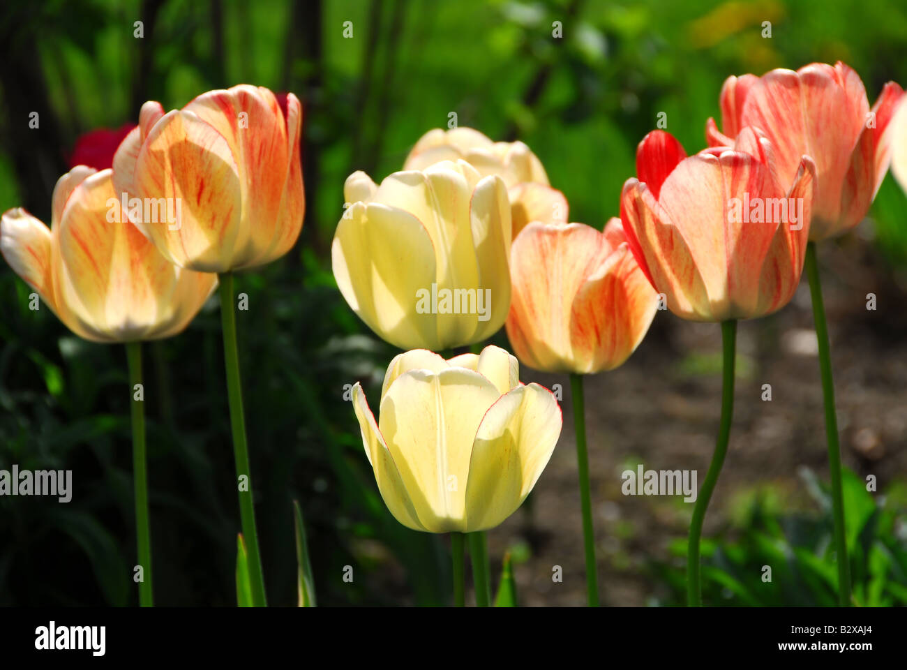Backlit bloom hi-res stock photography and images - Alamy