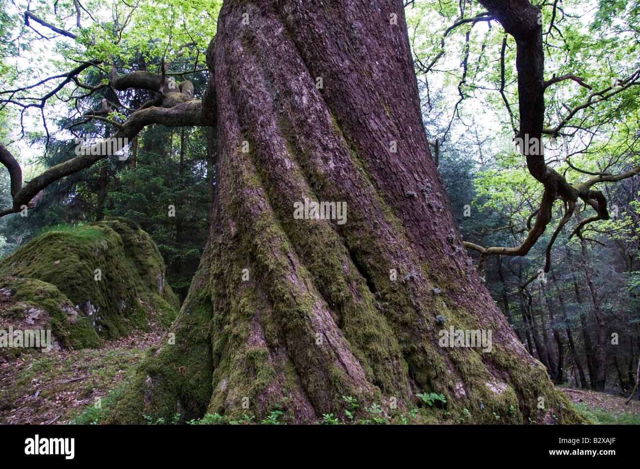 Magic tree portal hi-res stock photography and images - Alamy