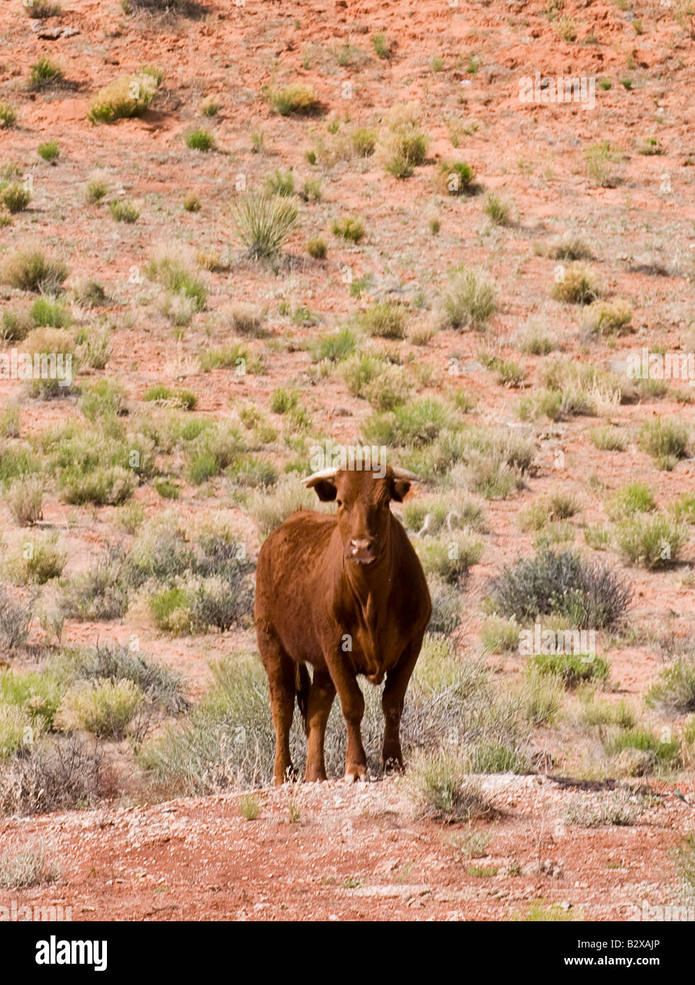 brown bull faces the camera in a desert background Stock Photo - Alamy