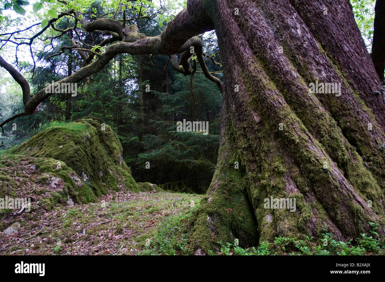 An incredible twisting oak tree Stock Photo - Alamy