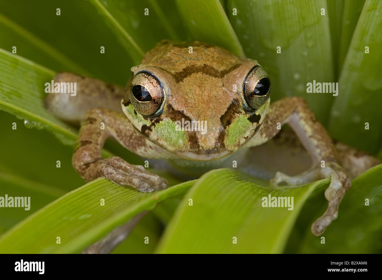 Mexican treefrog smilisca baudinii hi-res stock photography and images ...
