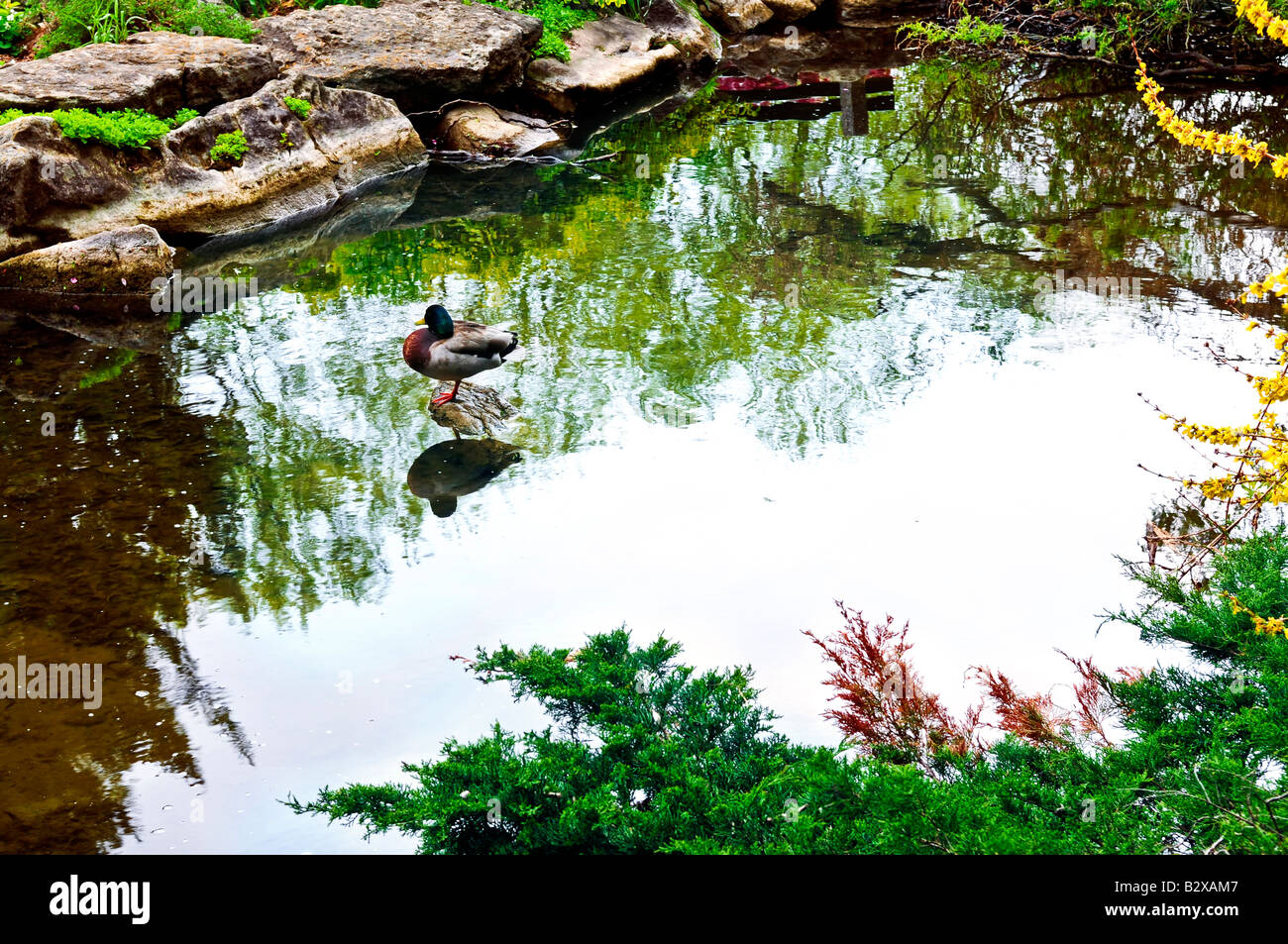 Pond plants in japanese hi-res stock photography and images - Alamy